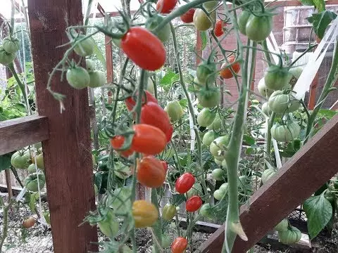 Variety tomatoj