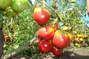 Περιγραφή της ποικιλίας ντομάτας Ivan Kupala και τα χαρακτηριστικά του