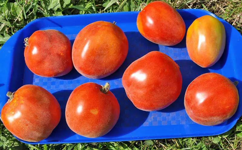 Awọn tomati lori atẹ