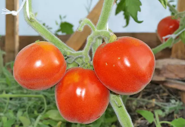 Pomidor qizil shaftoli