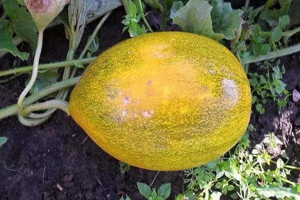 Melon przeciwjon