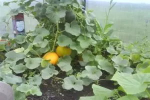 Pembentukan, pendaratan, tumbuh dan penjagaan melon di rumah hijau