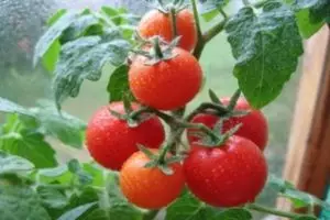 Опис на разновидноста на домати nestornok и неговите карактеристики
