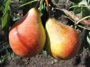 ລາຍລະອຽດແລະຄຸນລັກສະນະຕ່າງໆຂອງ pears ຂອງ pears muscovite, ການລົງຈອດແລະການດູແລ