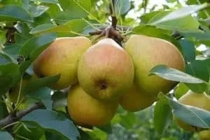 ລາຍລະອຽດແລະຄຸນລັກສະນະຂອງ pears ແນວພັນ, ການລົງຈອດແລະການດູແລ