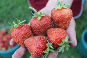 Description and characteristics of variety of strawberry elephant, cultivation and reproduction