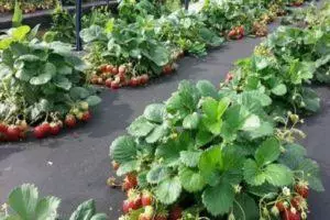 How to make a garden and put strawberries under a black underfloor material