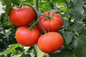 Pomidor Palenca xarakterik və təsviri