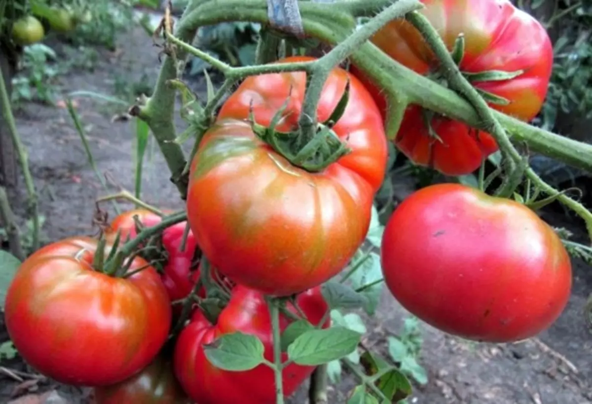 Struiken van tomatensuiker nastasya