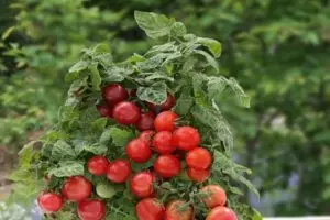 Përshkrimi i shumëllojshmërisë së domate Lukshko në dritare, kultivimin e saj