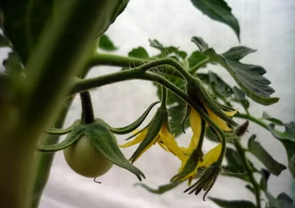Zaurus tomaat.