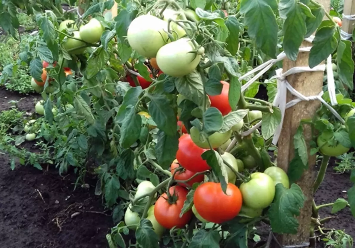 Bushes tomato mine