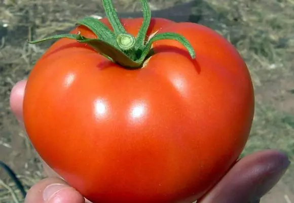 Vino de tomato en manoj