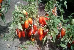 Beskrivelse og egenskaper av tomatel