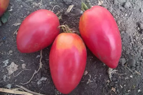 Pomidorų Nastya sode