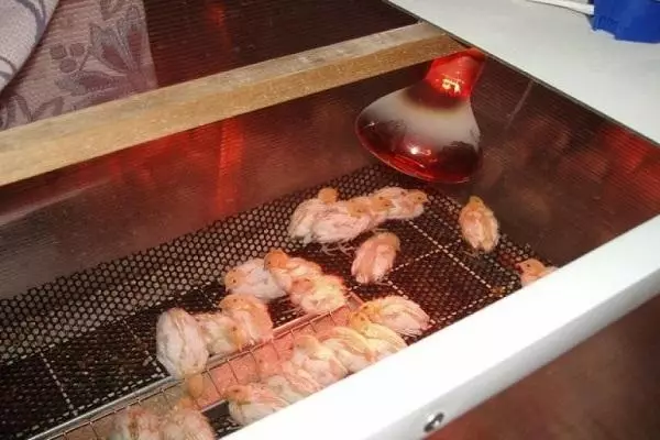 Opvarmning kyllinger.