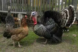 Est-il possible de contenir ensemble des poulets à la maison et des Turcs
