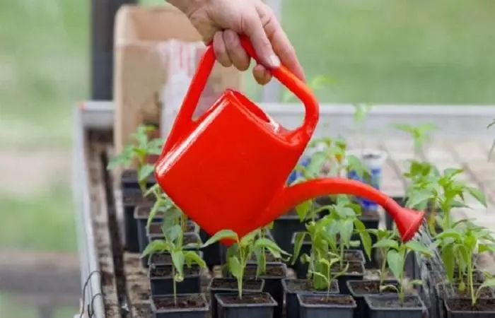 Seensmụ Seedlings