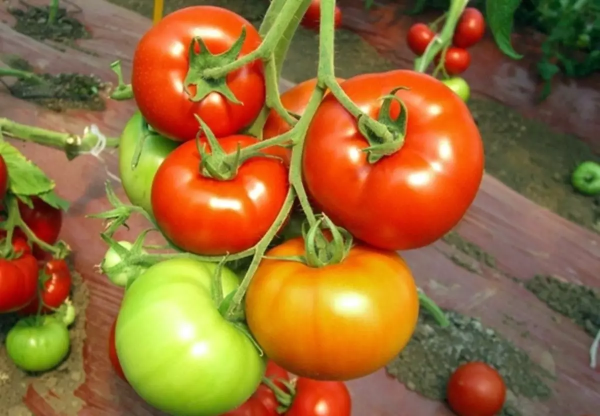Pomidorų raudonos raudonos f1 krūmai