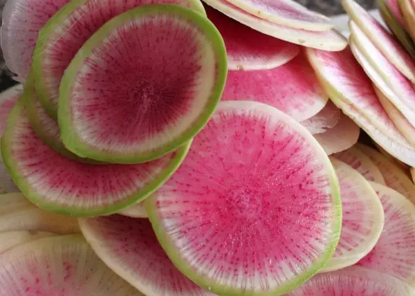 Slots fan watermeloen radys