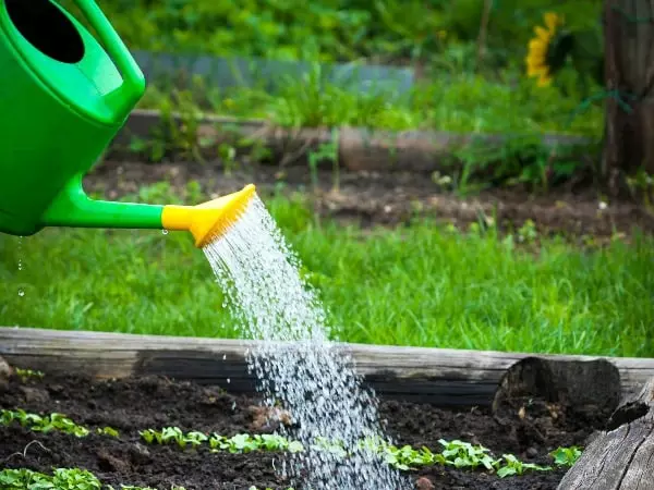 Watering Al'adu