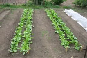 Aterrizaje, cultivo e coidado do Daekon, prazos ao plantar en terra aberta