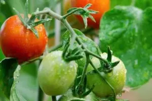 Beskrivelse af den slags tomat Natalie, de særegenheder for dyrkning og pleje