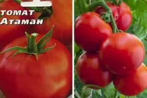 Beskrivelse af sorten af ​​tomat ataman og dets egenskaber