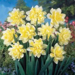 Daffodils Irene Copeand, ల్యాండింగ్ మరియు సంరక్షణ పథకం యొక్క వివరణ మరియు లక్షణాలు