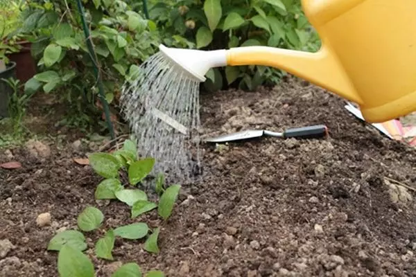 Watering clematis