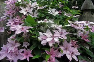 Descrición e características de Clematis HiGli Hybrid, aterrizaje e guarnición de grupo