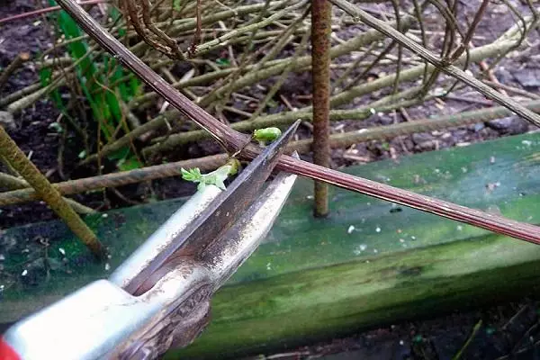 Pruning Stems.