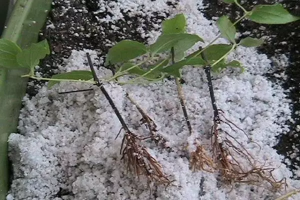 Des boutures reçues