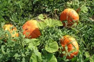 Bush Pumpkins'in popüler çeşitlerinin tanımı, ekimi ve verimi