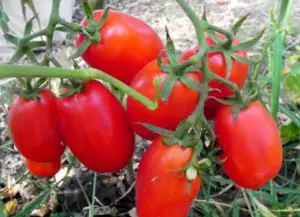 Característica y descripción de la variedad de remos de tomate, su rendimiento.