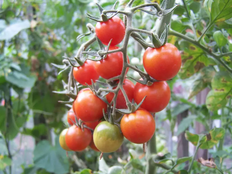 灌木叢番茄anastasia