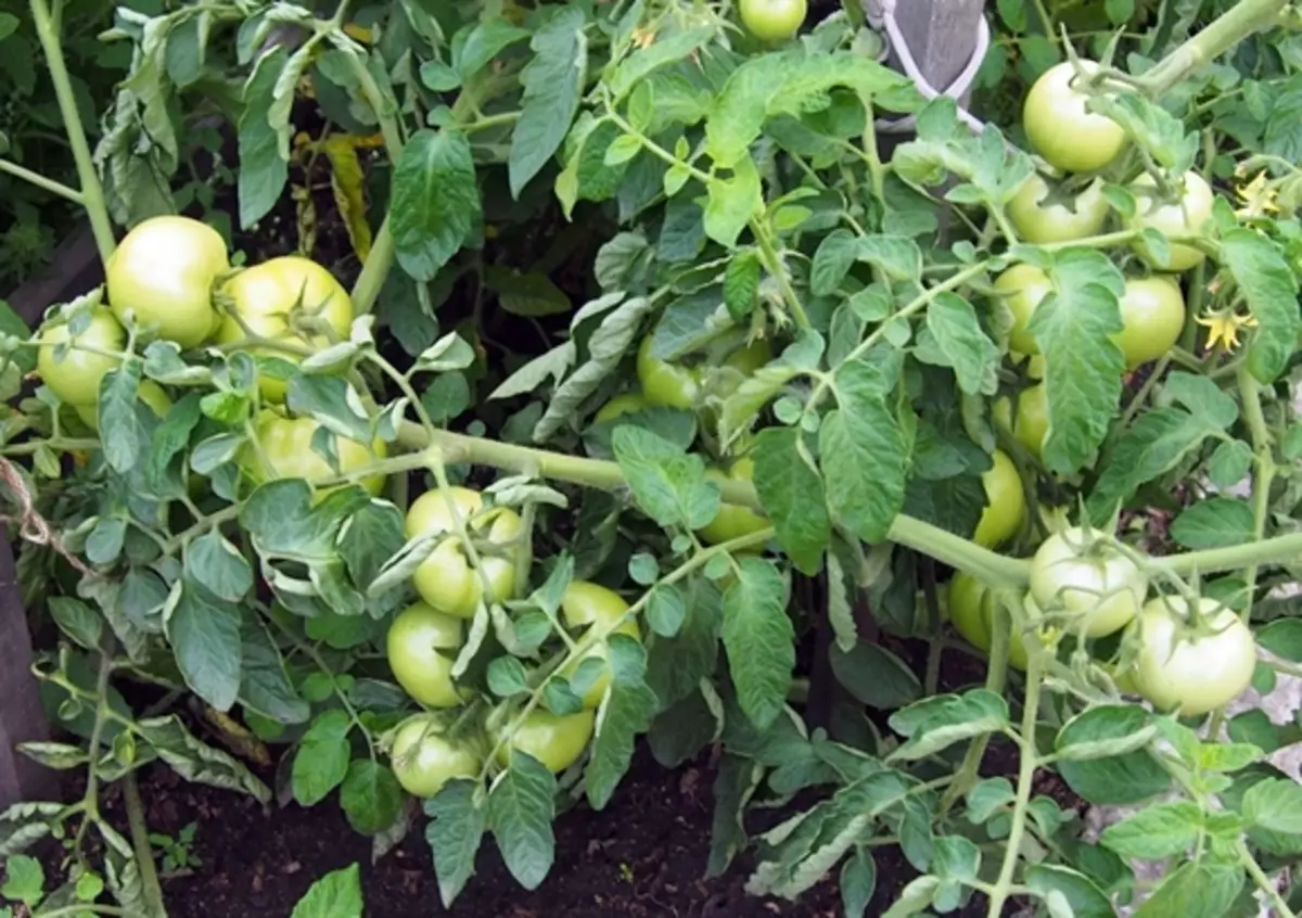 Зелени храсти на домати анастасия