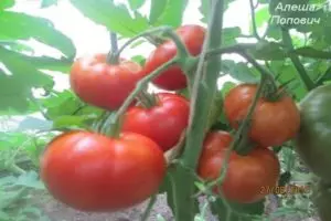 Característica e descrição do Tomato Tomato Aleshka F1 e Nuances Agrotecnology