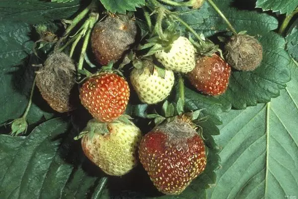 Phytofluorosis Madwberries