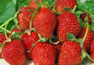 草莓品種albion，生長和護理的描述和特徵