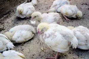 Sümptomid ja meetodid salmonelloosi raviks kanad, haiguste ennetamine