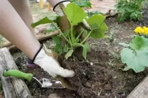 O que alimentar a abóbora no solo aberto durante a floração e frutificação