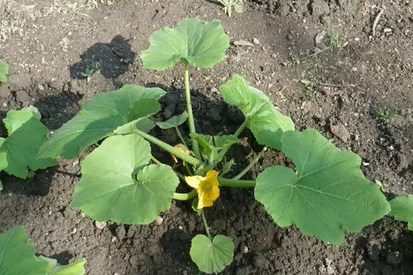 Florescência em massa