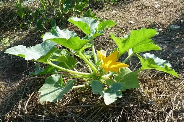 Frutas de amadurecimento