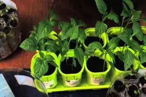 How to grow basil from seeds at home to seedlings