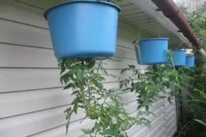 Cultivo de tomates as pernas em uma forma invertida