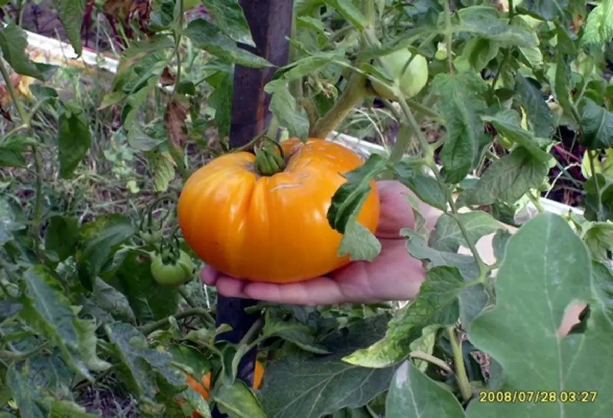 Tomato-arbustoj oranĝaj gigantaj