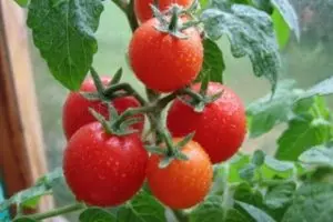 Priskribo de la vario de tomato Gavrosh kaj ĝiaj karakterizaĵoj