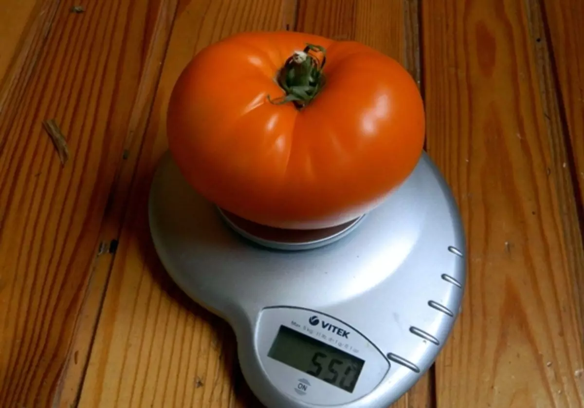 Težina rajčice narančasta div
