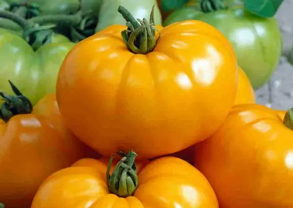 зовнішній вигляд томату помаранчевий гігант
